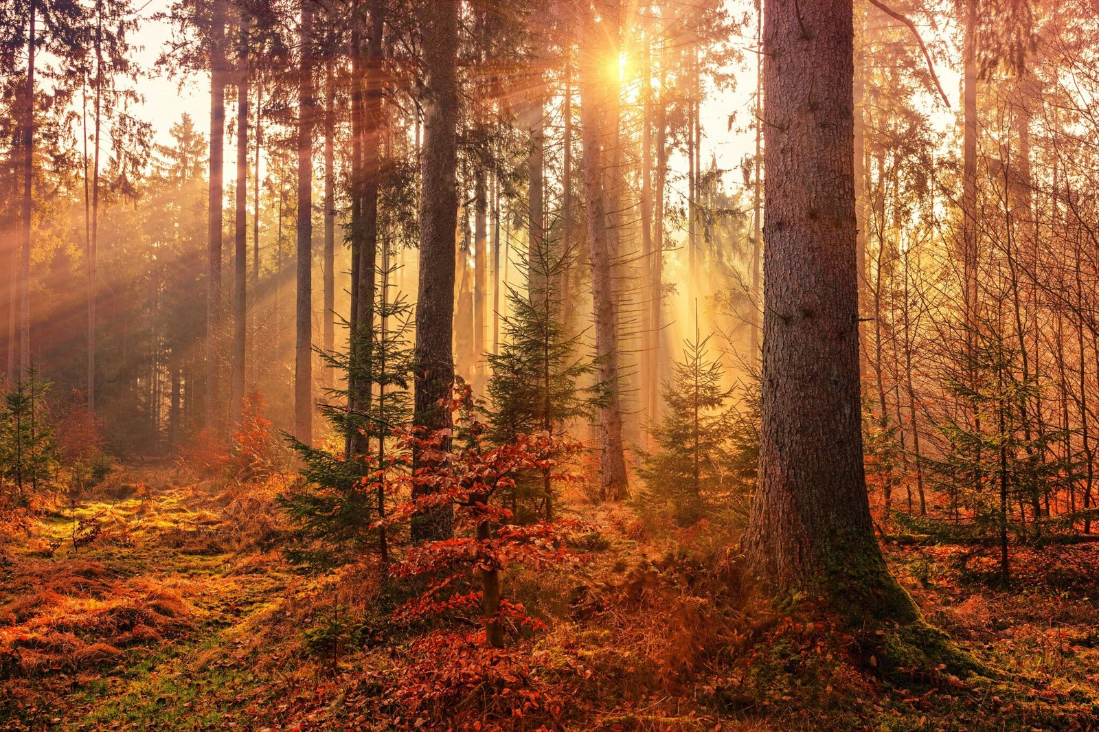 35+ Autumn (Fall) Quotes to Embrace Change, Beauty, and Stillness ...
